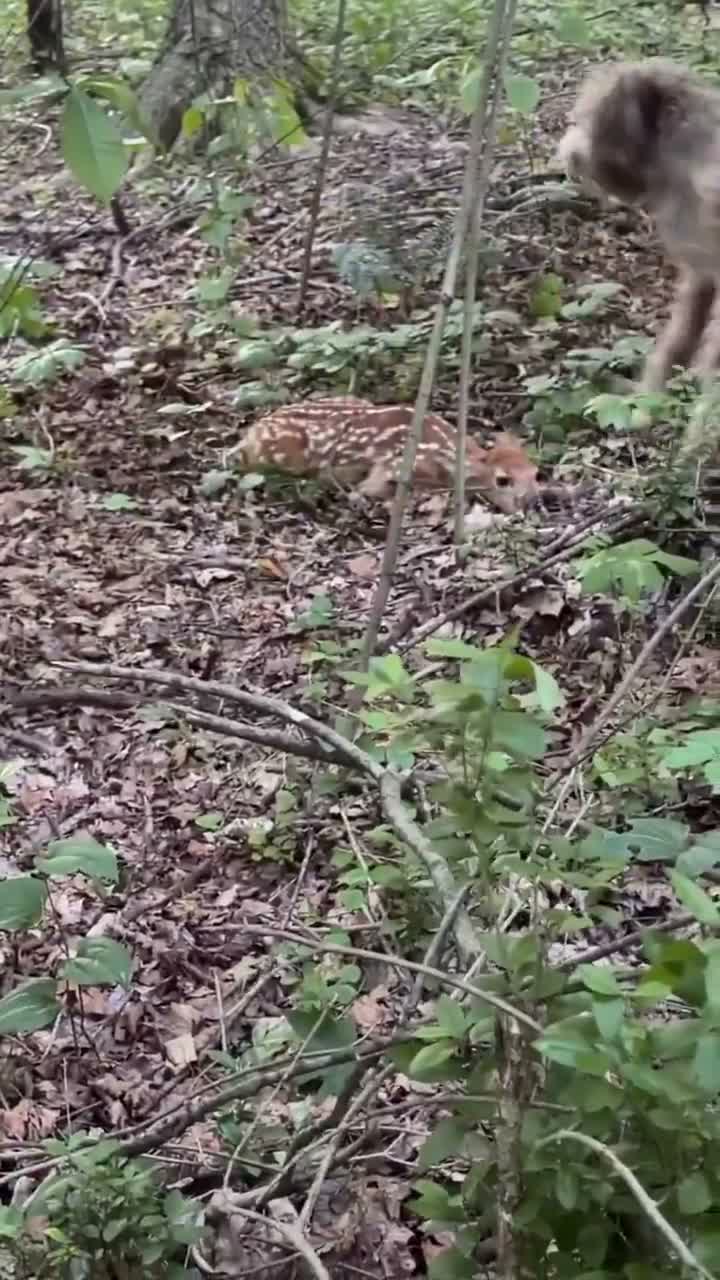 Worst tracker ever