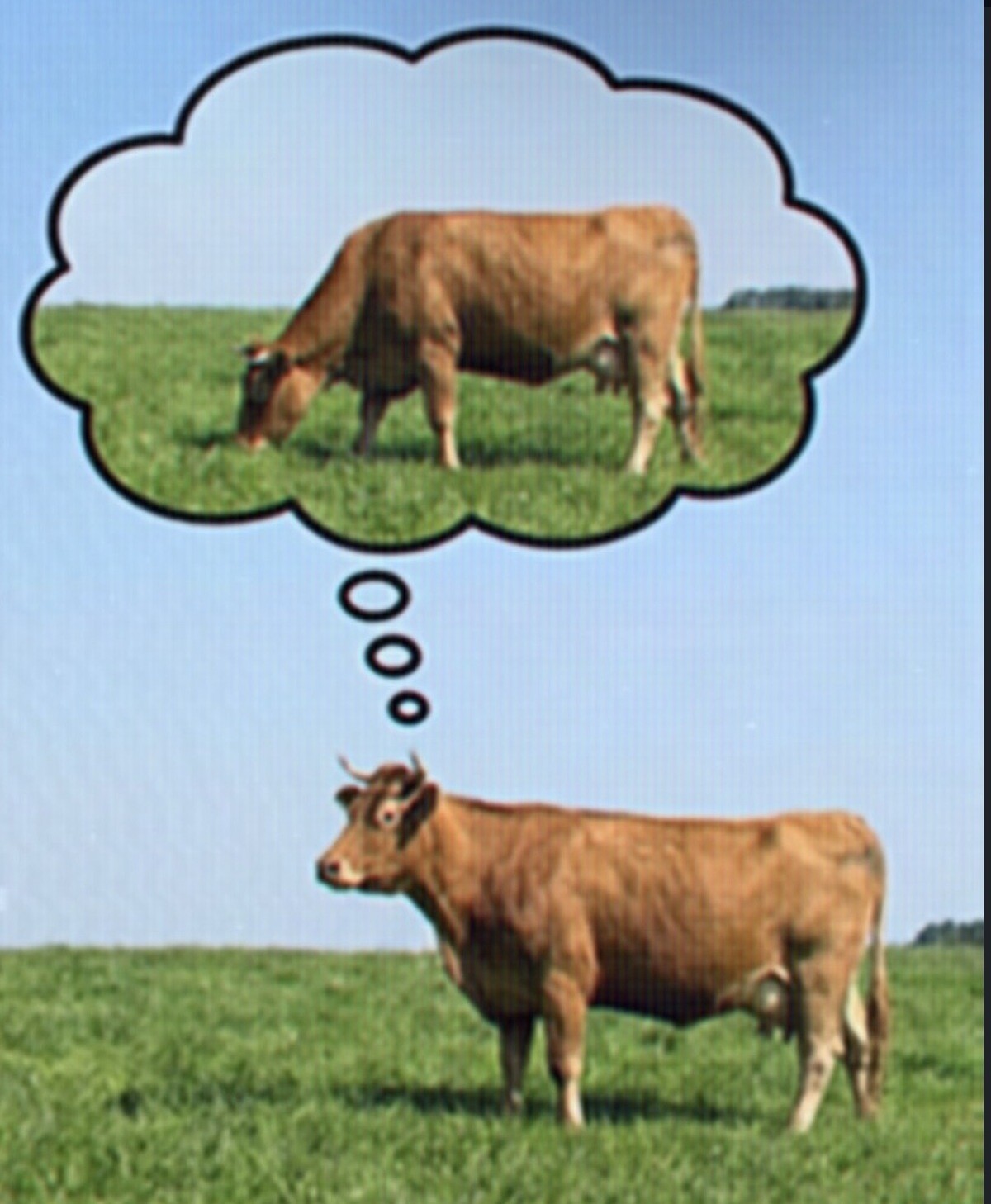 Moooo?
